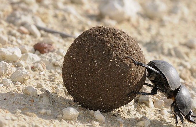 屎壳郎推粪球为何能走出直线？ 原来是会看天象 | 北晚新视觉